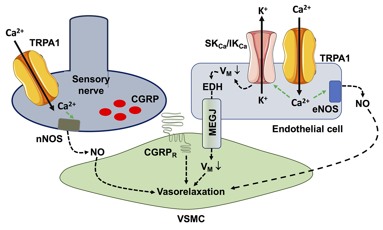 The transient receptor potential Ankyrin 1 signaling pathway in hypoxic preconditioning - Browse ...
